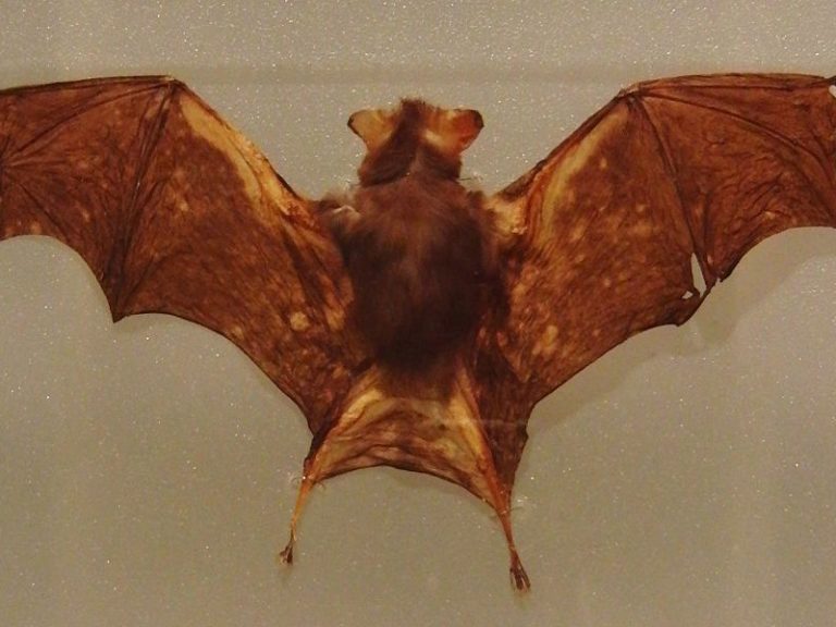 Kitti's Hog-Nosed Bat or Bumblebee Bat