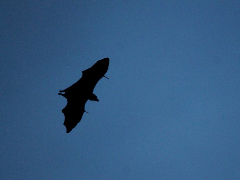 Indiana Bat