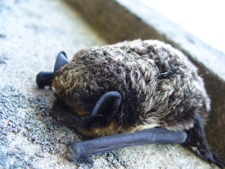 Kitti's Hog-Nosed Bat or Bumblebee Bat