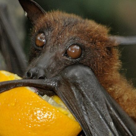 Bat Feeding