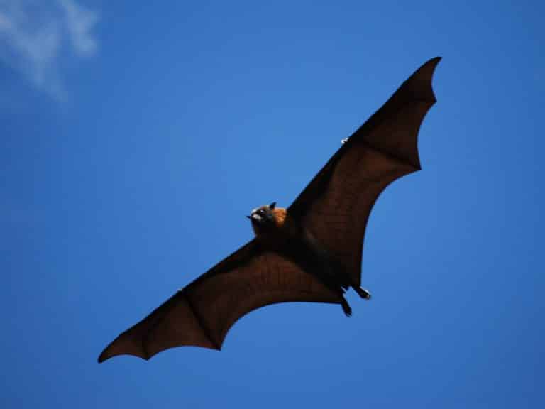 Giant Golden-Crowned Flying-Fox