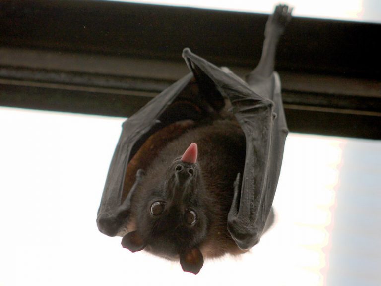 Bat Echolocation