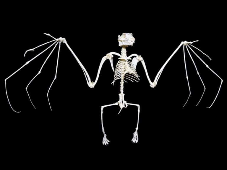 Bat Anatomy